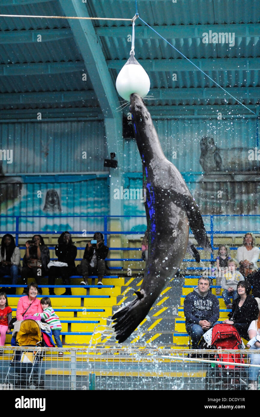 Blair drummond safari park keeper also hi-res stock photography and ...