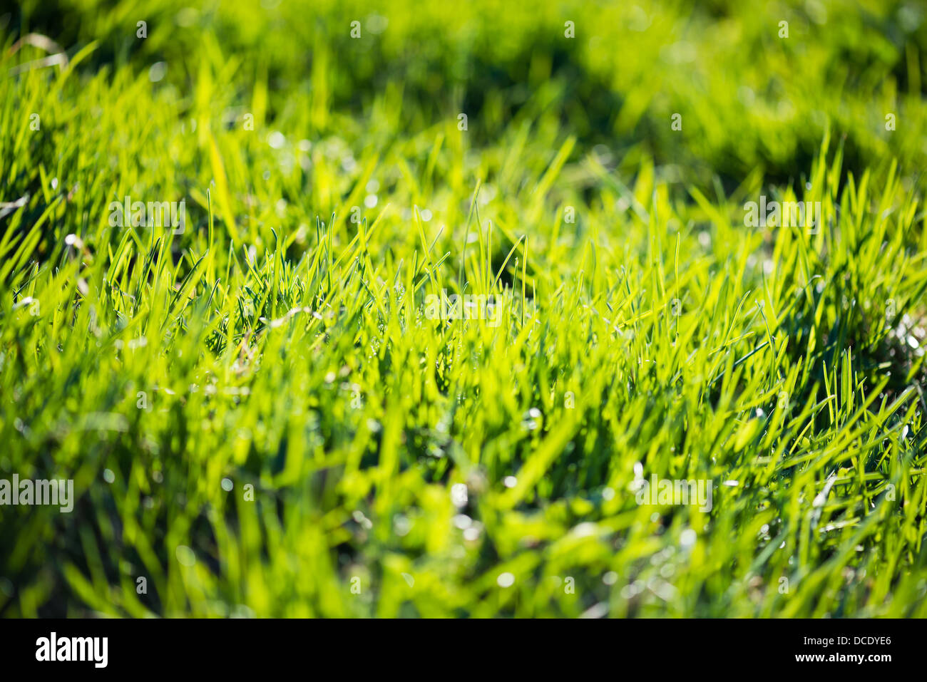 green summer grass and sun Stock Photo - Alamy