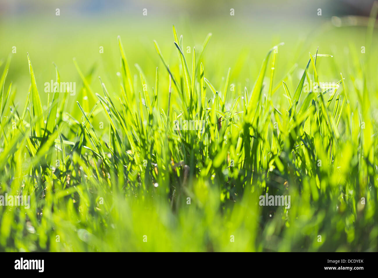 green summer grass and sun Stock Photo - Alamy