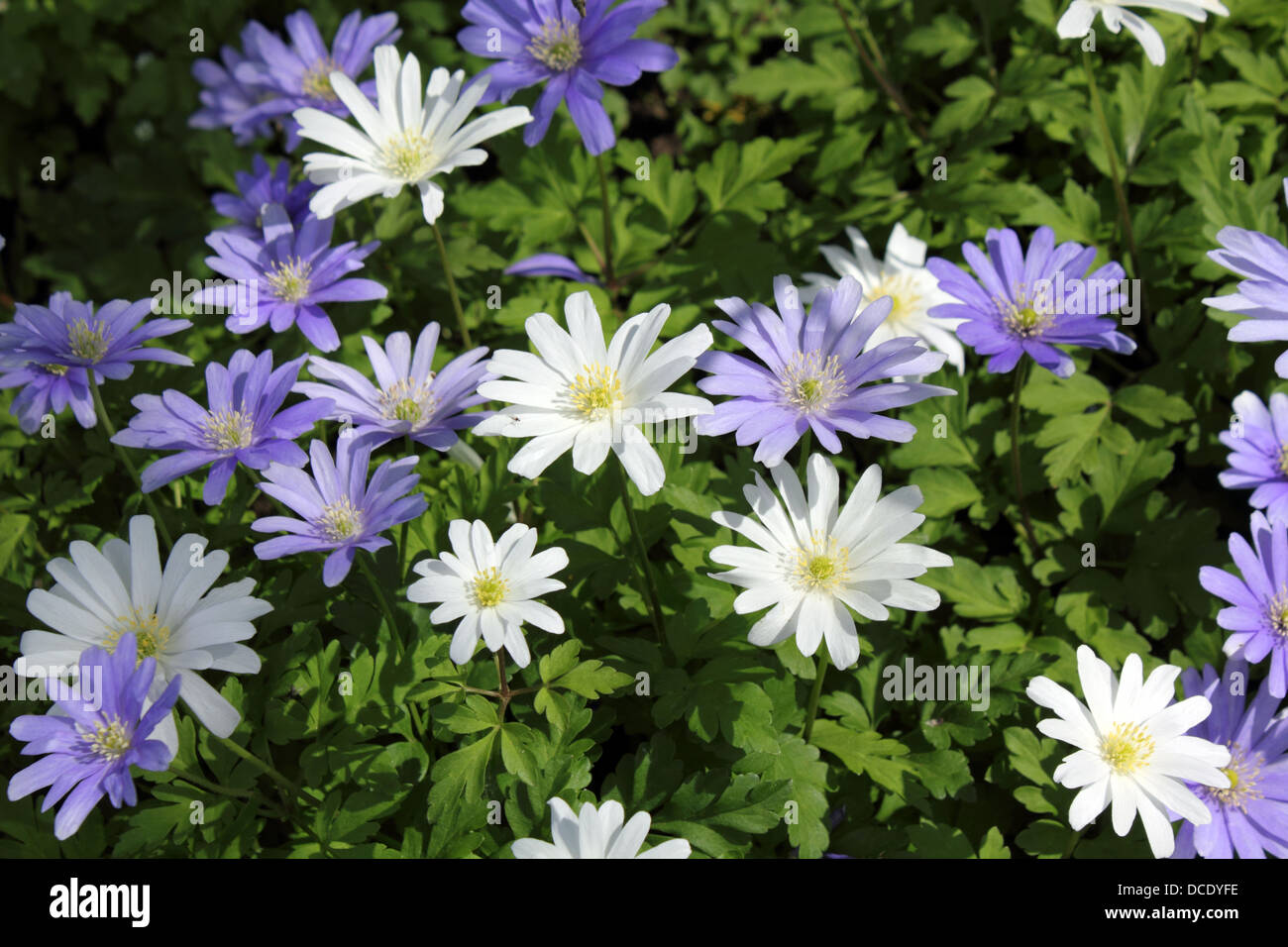 Daisy like blue and white Felicia amelloides Stock Photo - Alamy