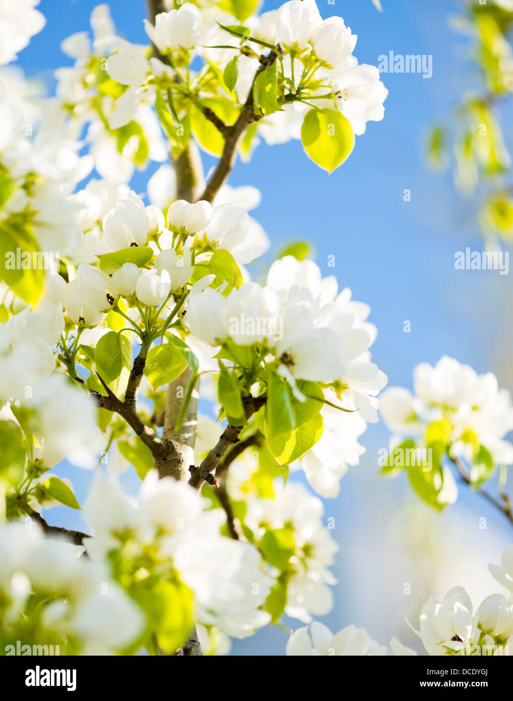 Brunch of flowers hi-res stock photography and images - Alamy