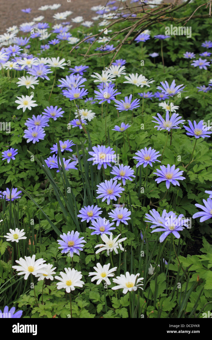 Felicia amelloides hi-res stock photography and images - Alamy