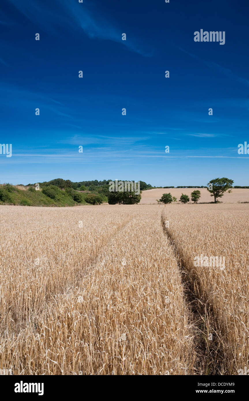 wheat field, sheringham, north norfolk, england Stock Photo - Alamy