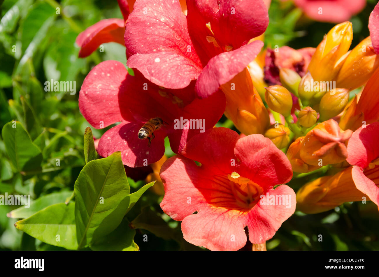 Bee during pollination of red flowers Stock Photo - Alamy