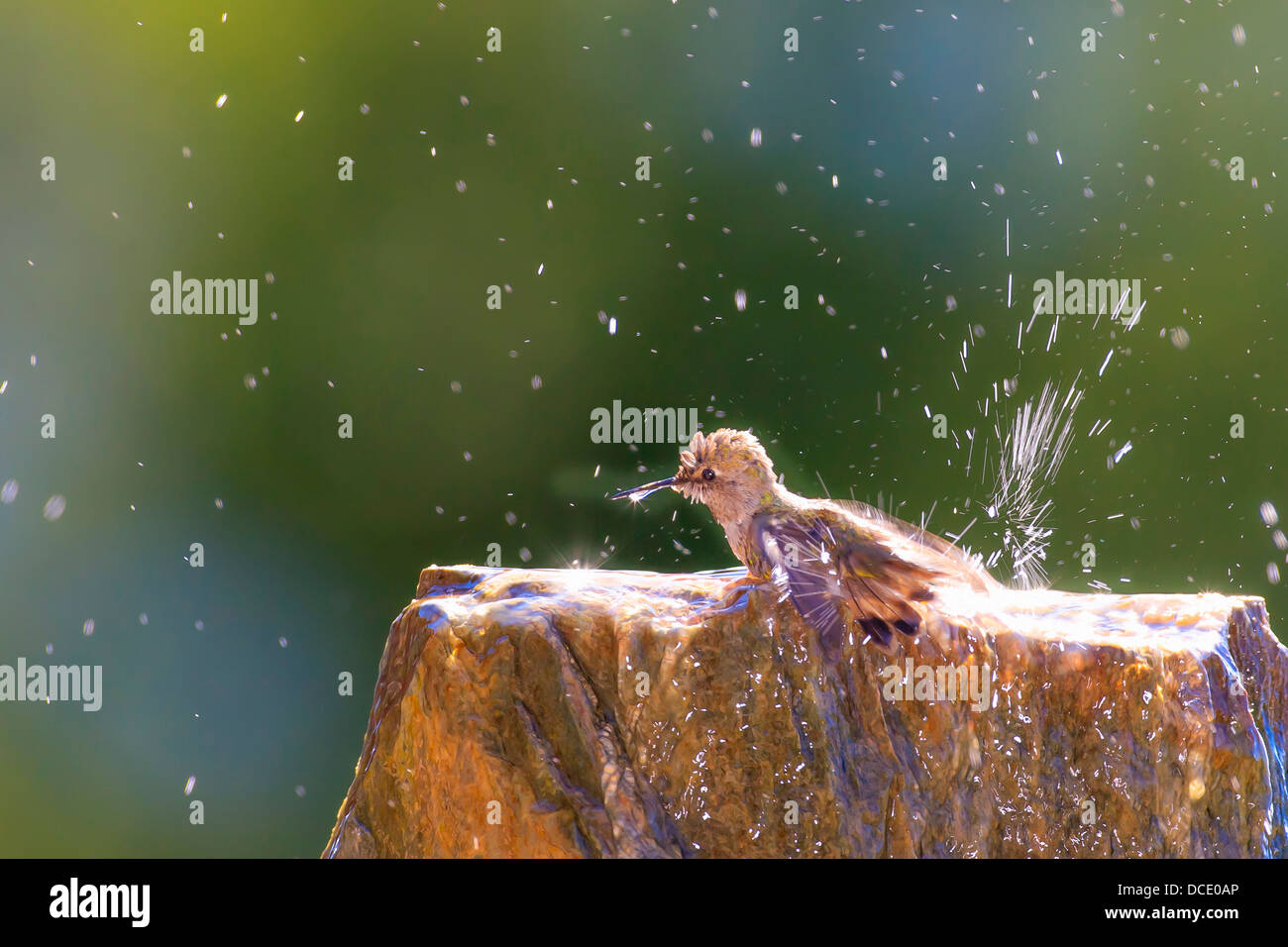 Anna's Hummingbird taking a shower. Santa Cruz. California Stock Photo ...