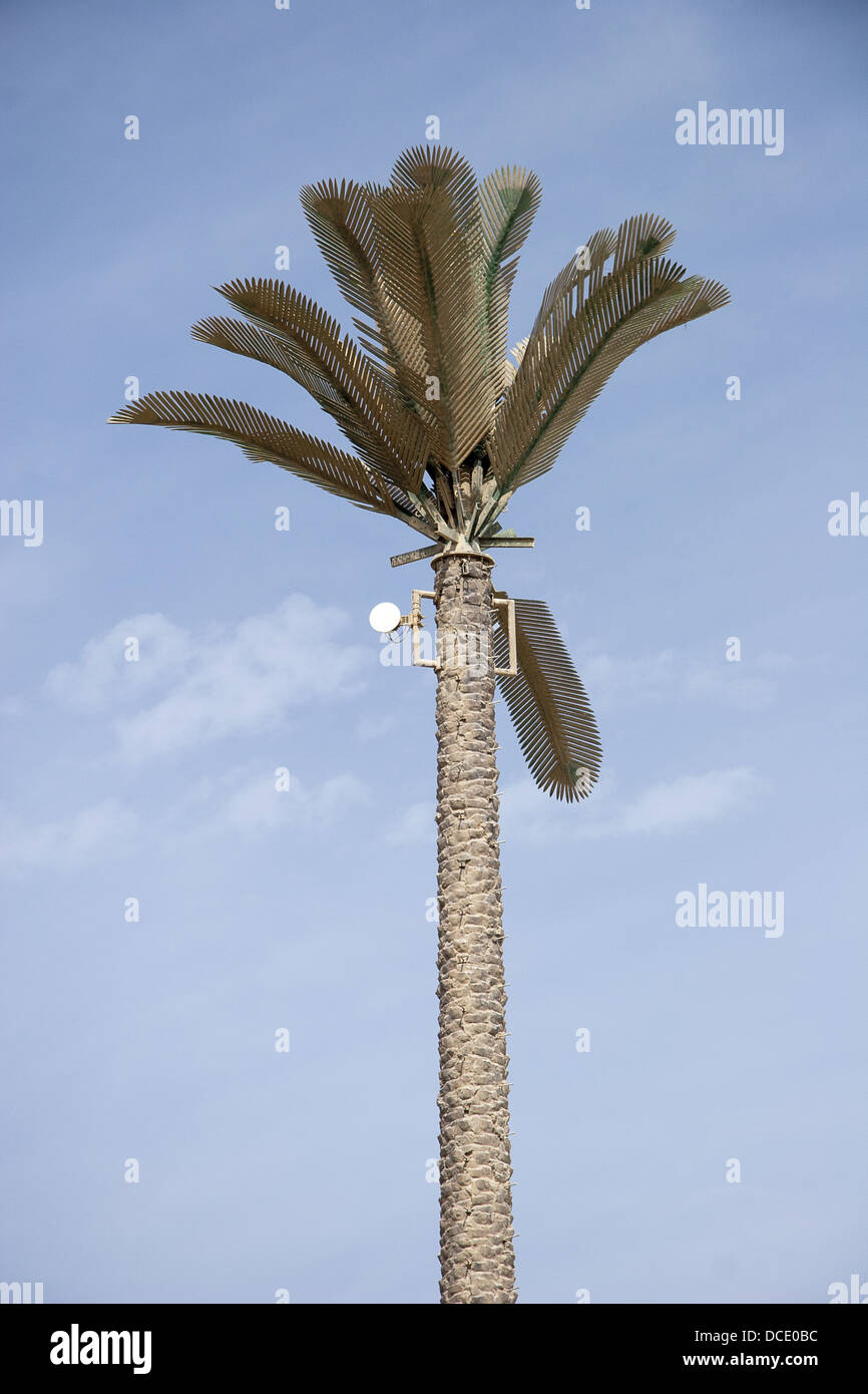 African Palm trees at bright summer day Stock Photo - Alamy