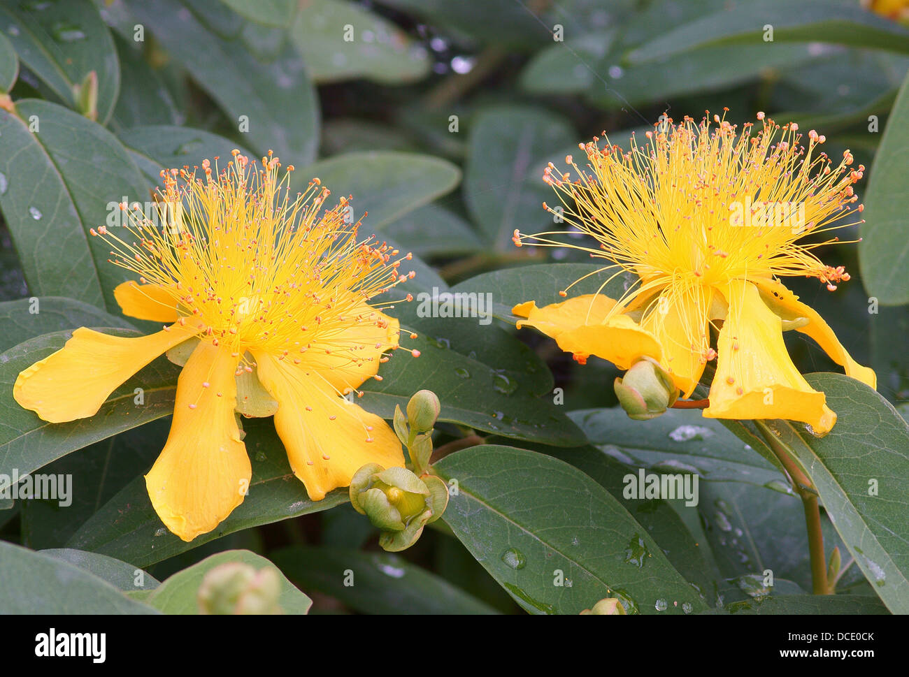 Yellow flowers of Hypericum calycinum Rose von Sharon Stock Photo - Alamy