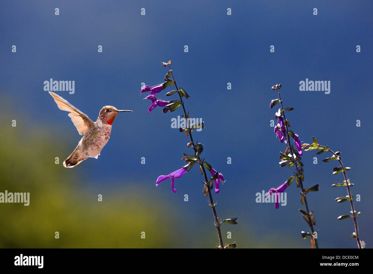 Anna's Hummingbird. Santa Cruz, California, USA Stock Photo - Alamy