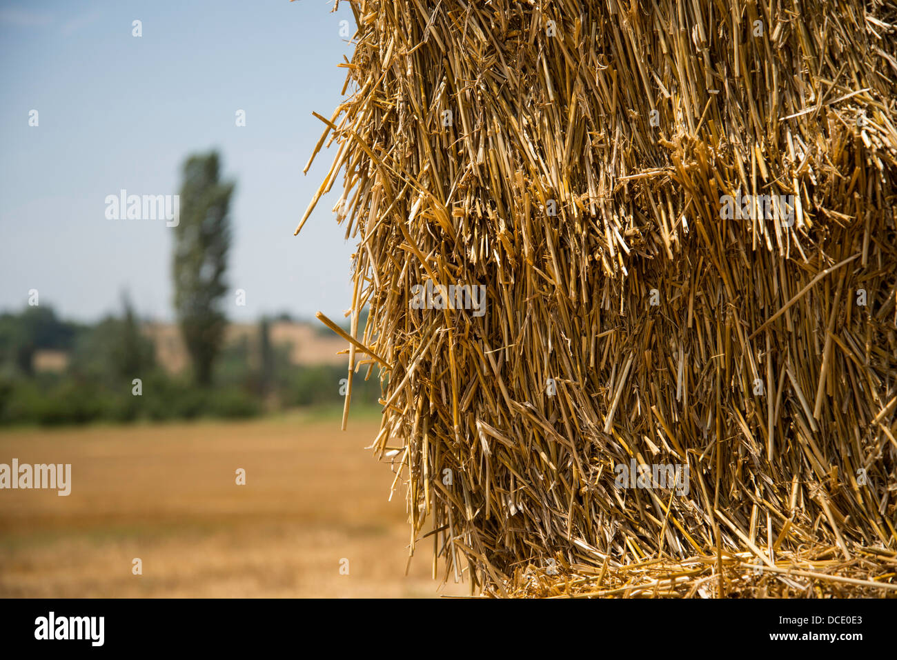 Corn fields in Gaillac, France Stock Photo - Alamy