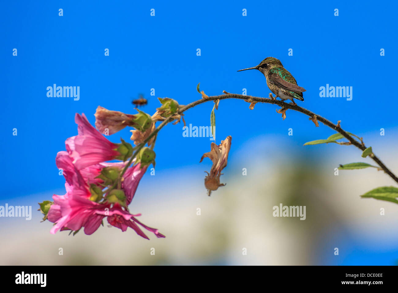 Anna's Hummingbird studying a bee. Santa Cruz, California, USA Stock ...