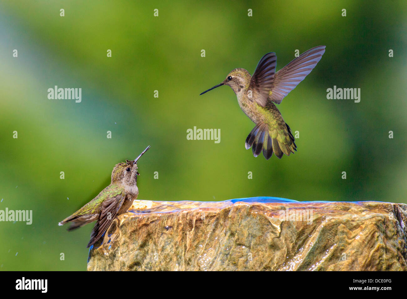 Anna's Hummingbird. Santa Cruz, California, USA Stock Photo - Alamy