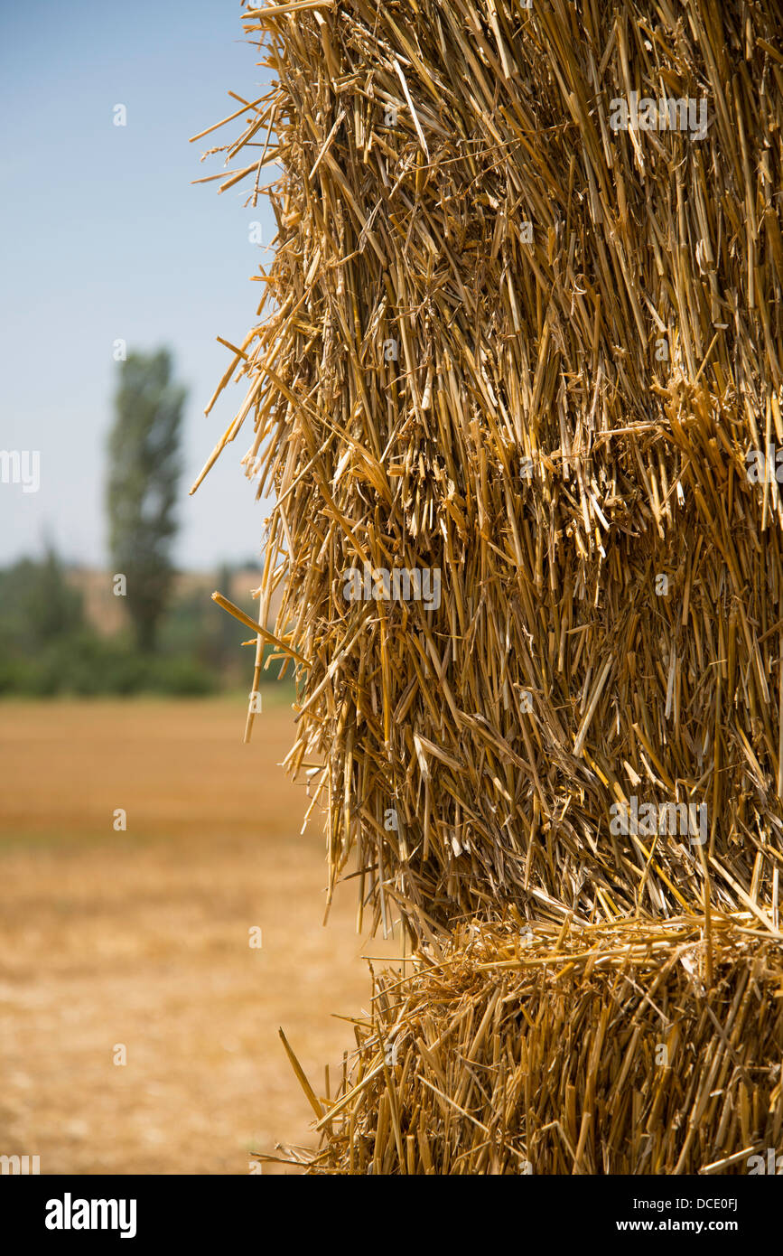 Corn fields in Gaillac, France Stock Photo - Alamy