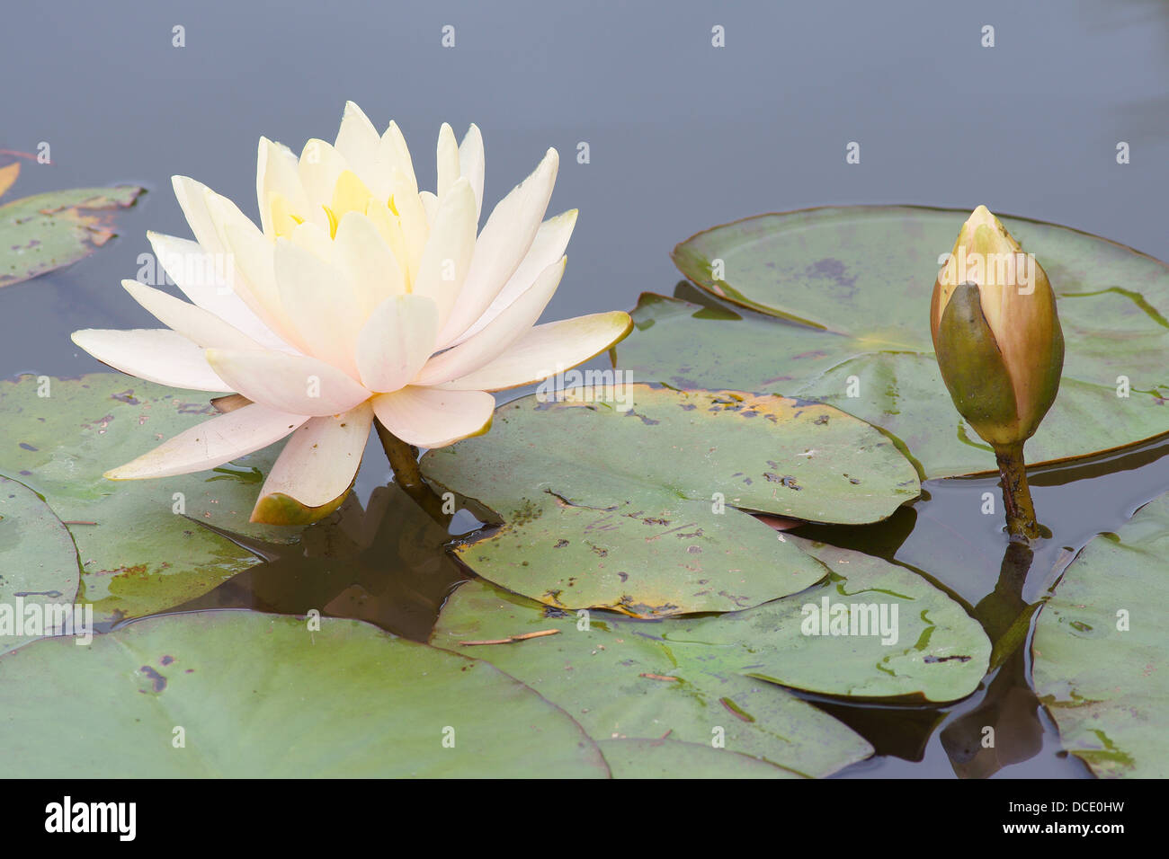 Yellow water lily flower and bud close up Nymphea Stock Photo - Alamy