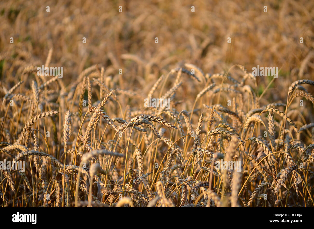 Golden sunset over farm field with wheat Stock Photo - Alamy