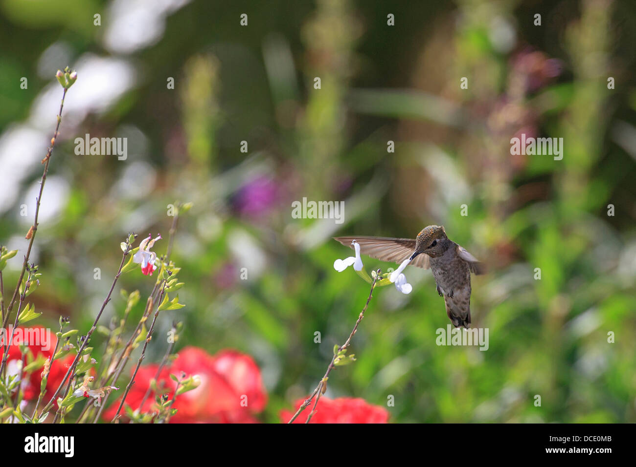Anna's hummingbird. Santa Cruz. California Stock Photo - Alamy
