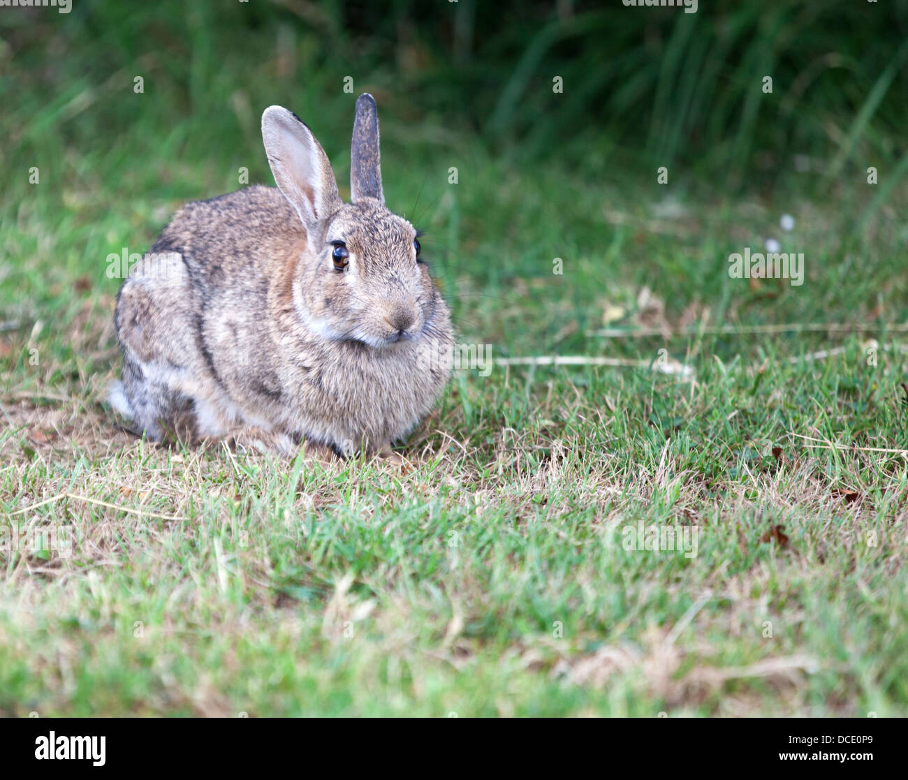 Brush rabbit hi-res stock photography and images - Alamy