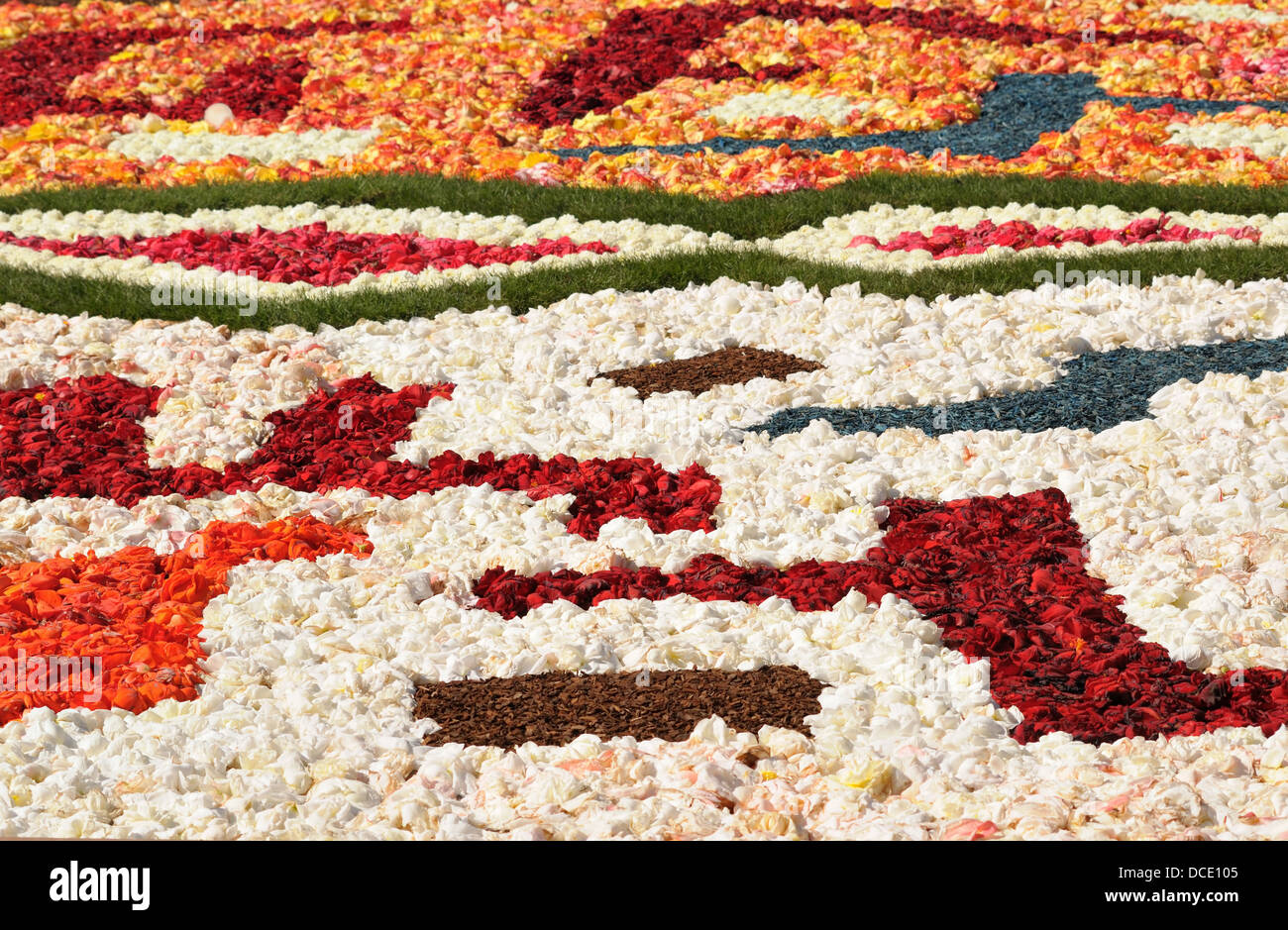 Different colors begonias arranged as a carpet Stock Photo - Alamy