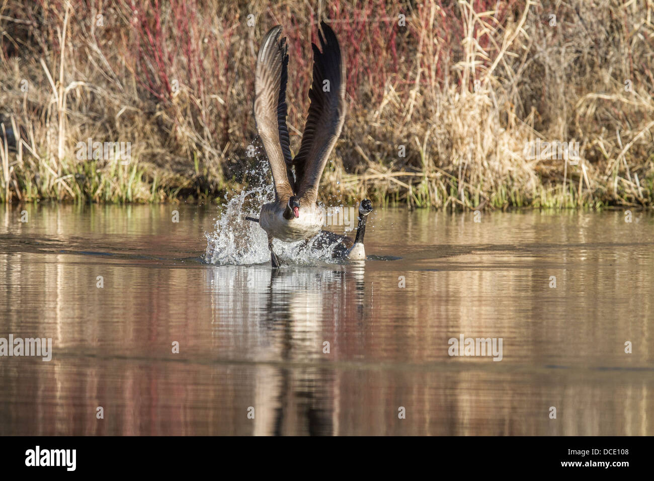 Canada goose branta canadensis aggressively showing territorial ...