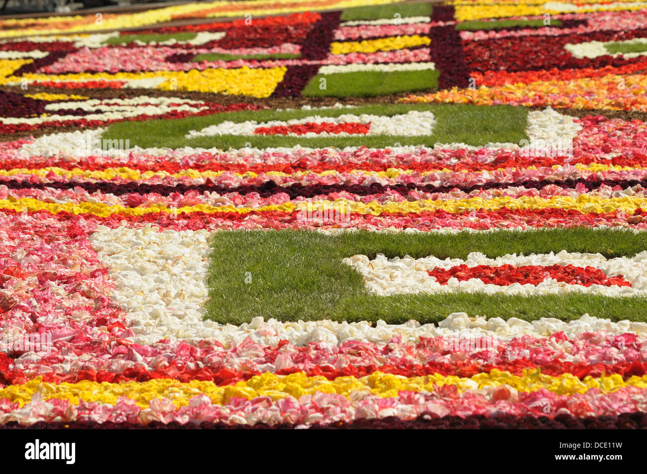 Carpet begonia hi-res stock photography and images - Alamy