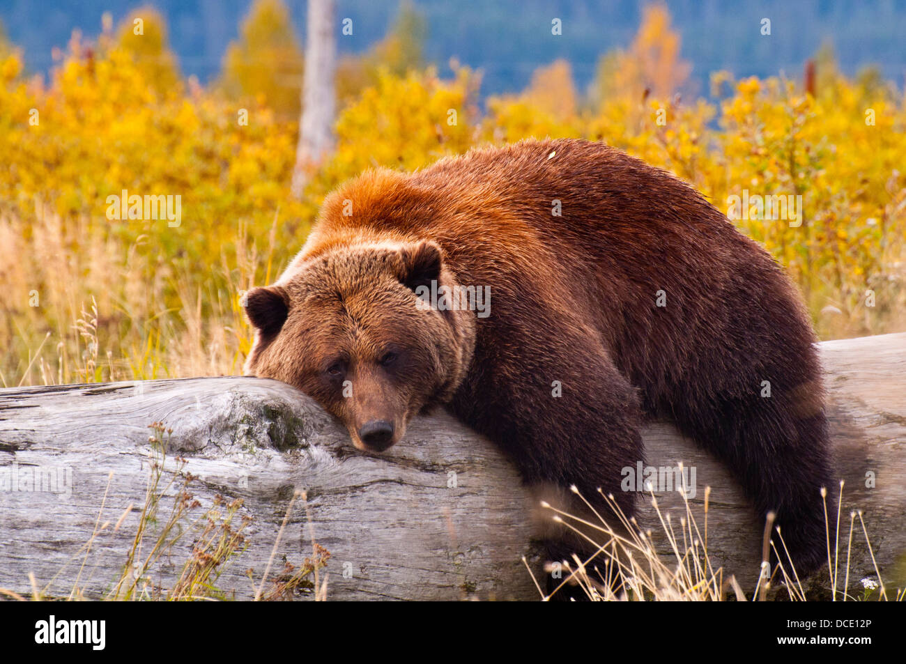 A grizzly bear taking a rest Stock Photo - Alamy