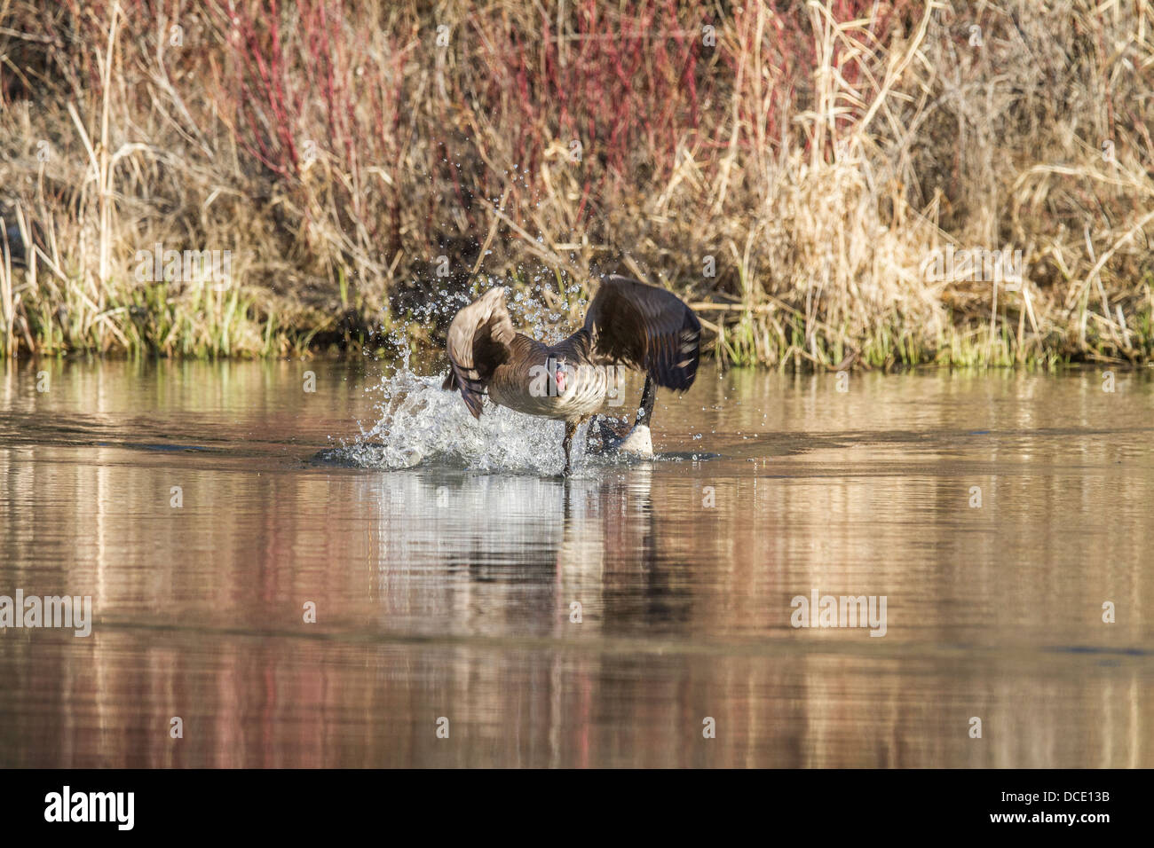 Canada Goose (Branta canadensis) Aggressively charging and showing ...