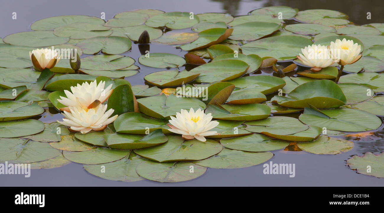 Cluster lilies hi-res stock photography and images - Alamy