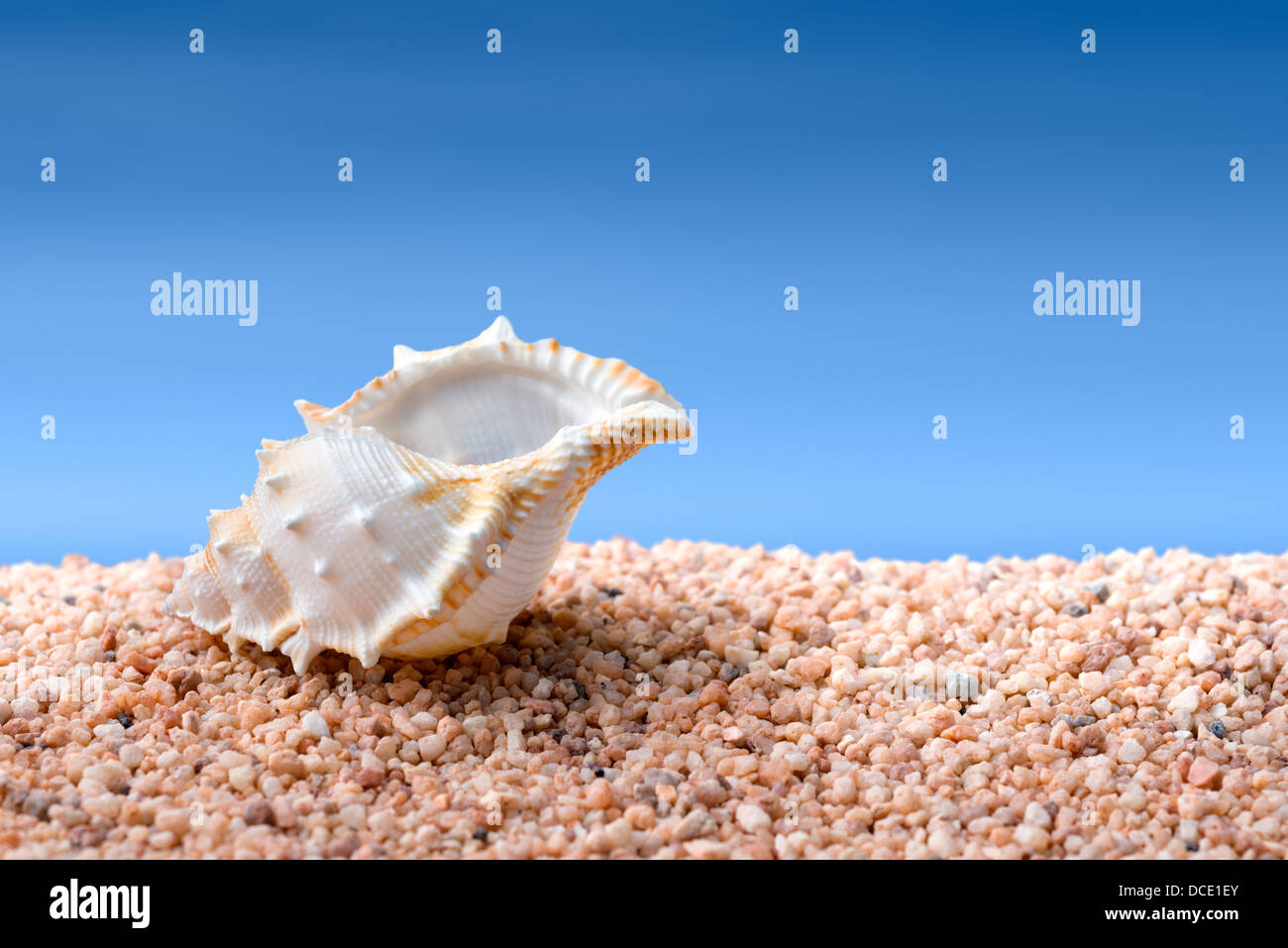 Tropical seashell on rough sand or pebble beach, blue sky at background ...