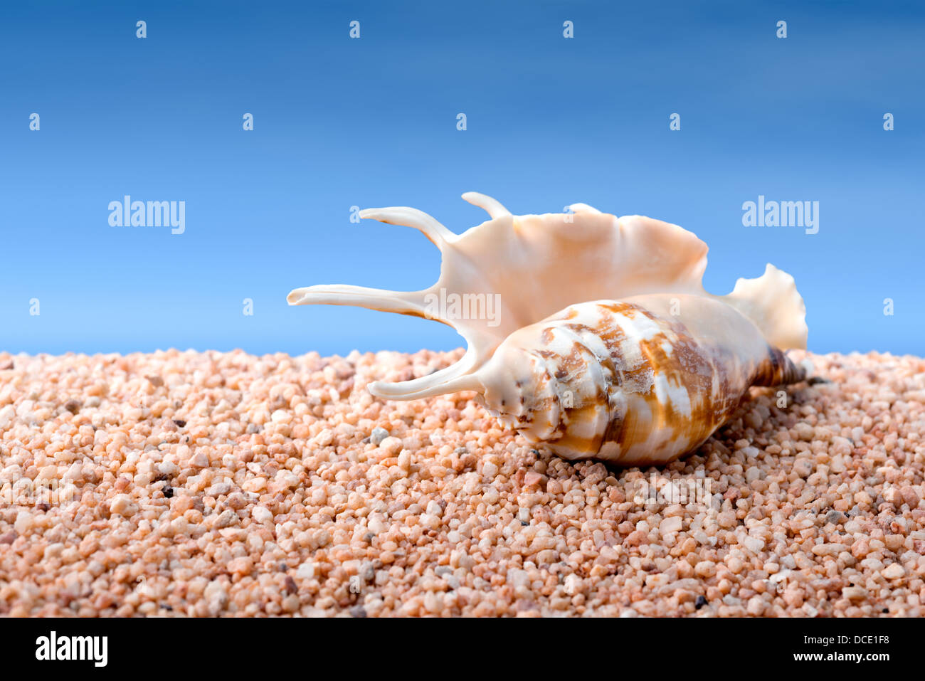 Tropical seashell on rough sand or pebble beach, blue sky at background ...