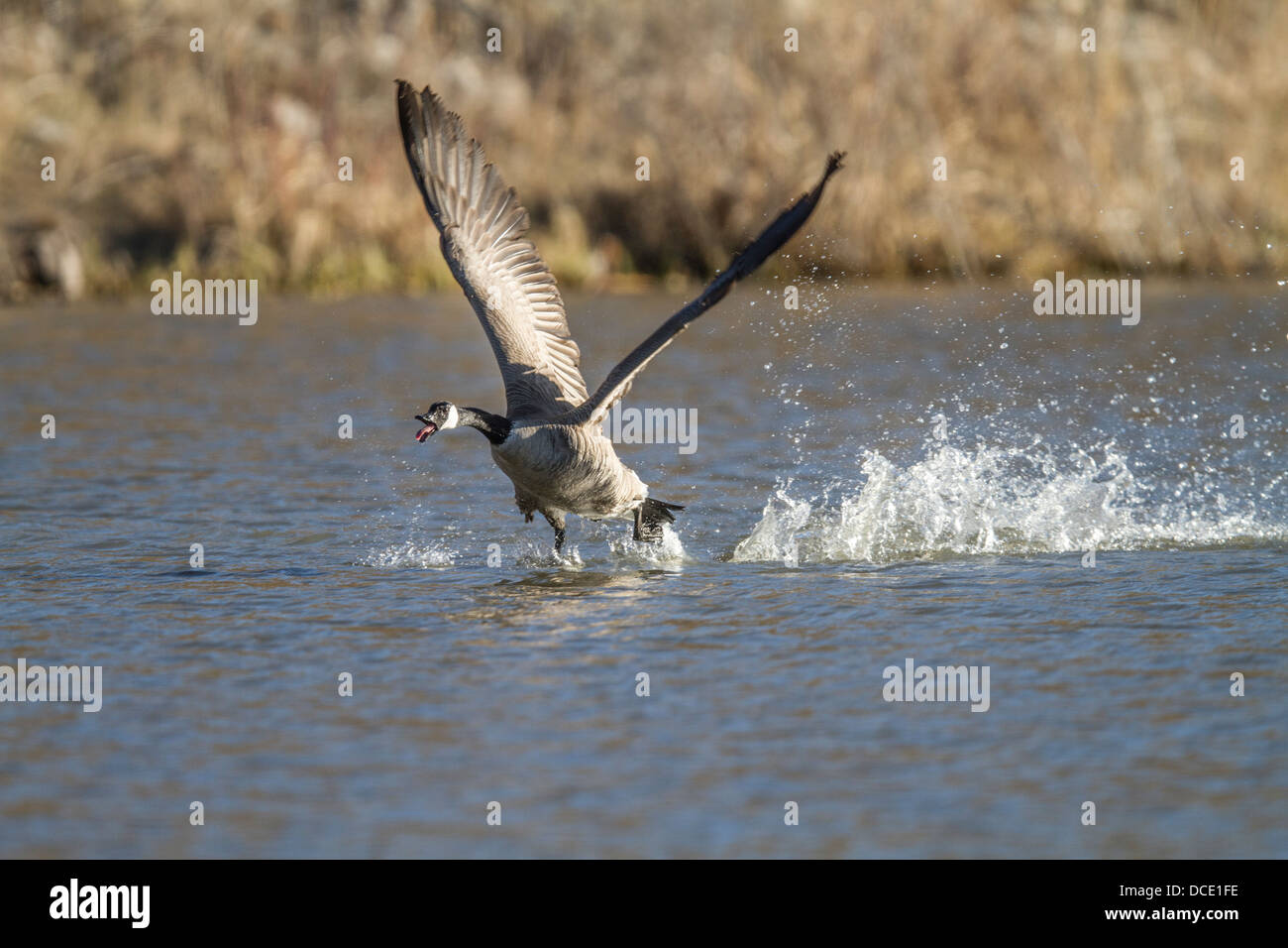Canada goose branta canadensis aggressively showing territorial ...