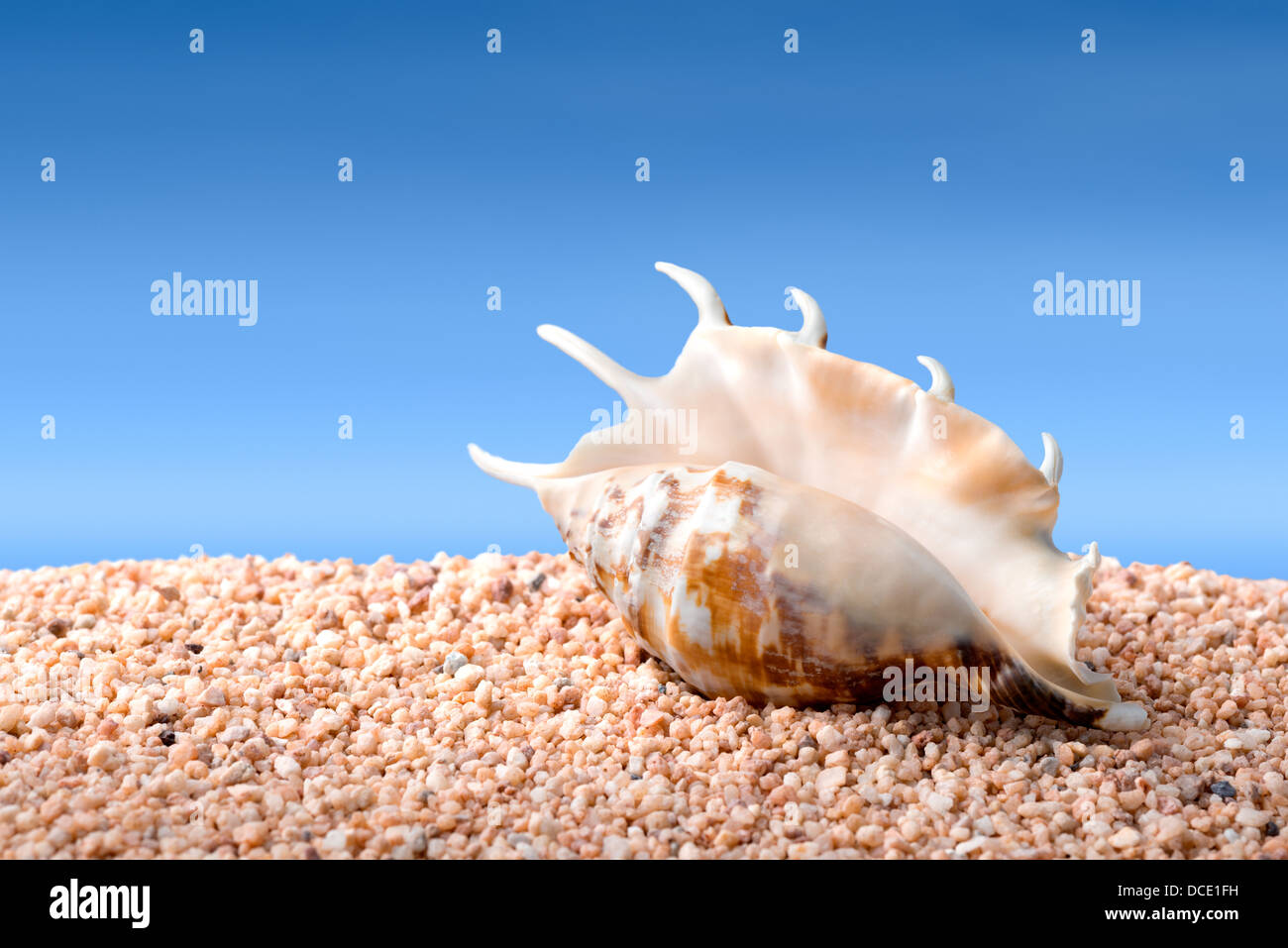 Tropical seashell on rough sand or pebble beach, blue sky at background ...