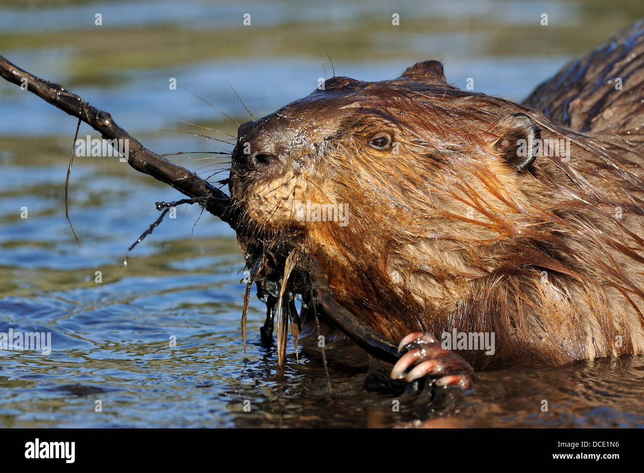 A close up image of a beaver's face as he carries a stick in his mouth ...