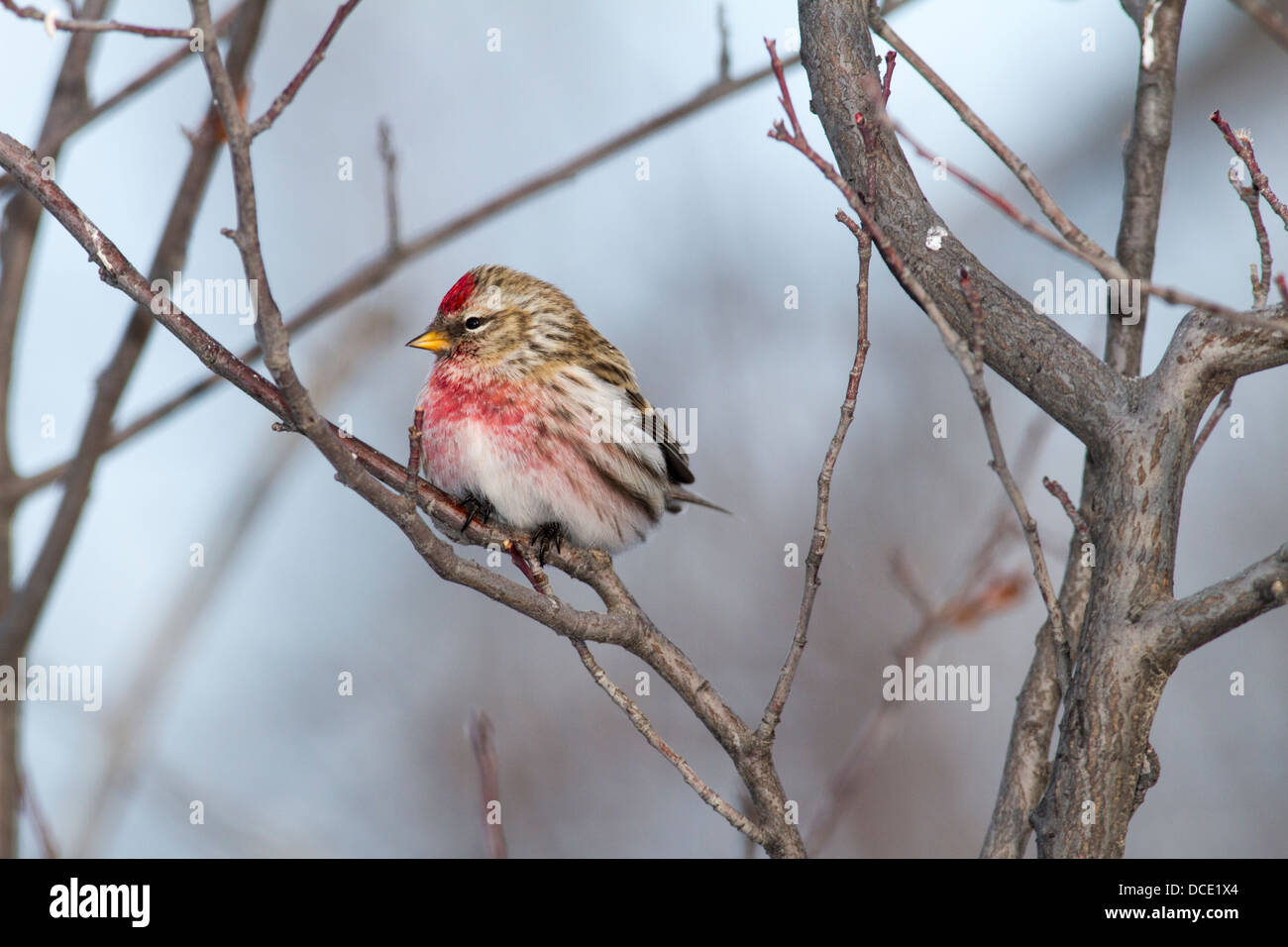 Common Redpoll (Carduelis flammea) Pretty and colorful, sitting on a ...