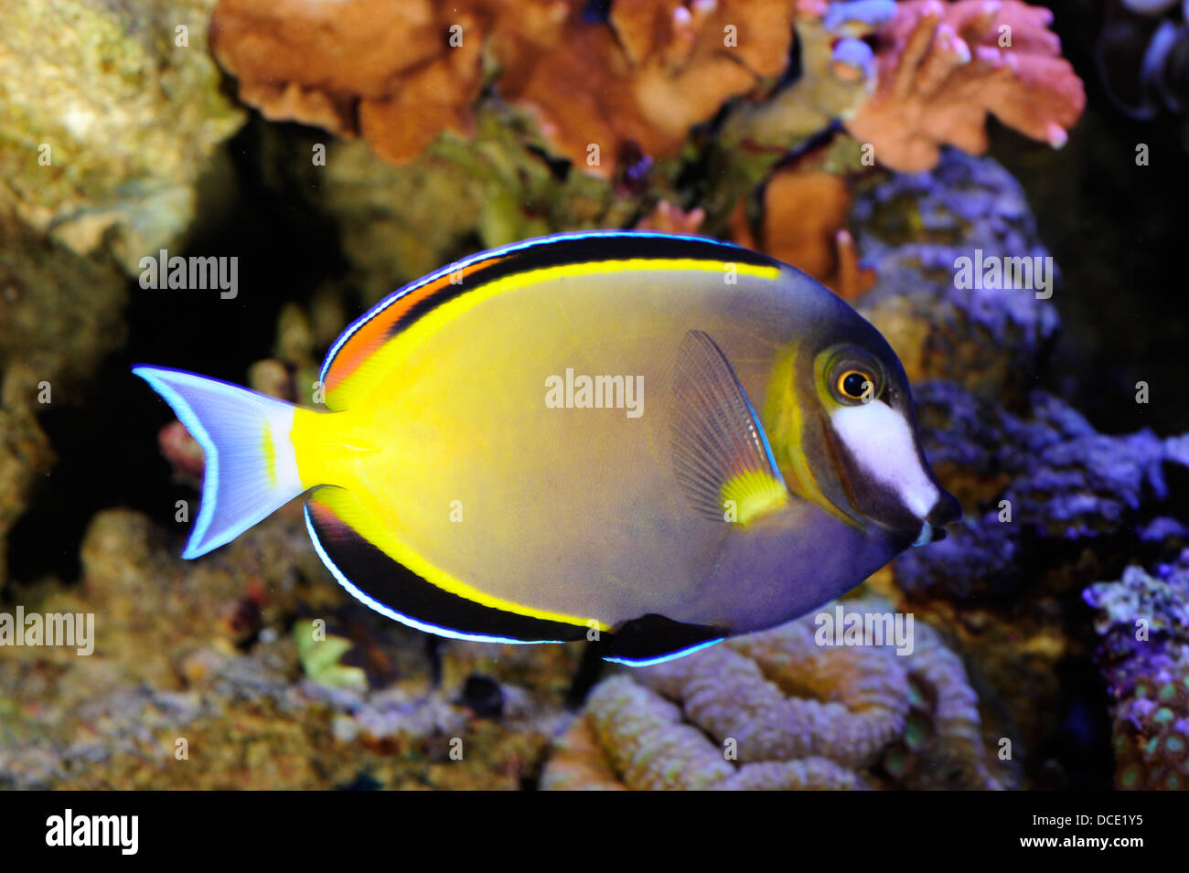 Acanthurus Japonicus