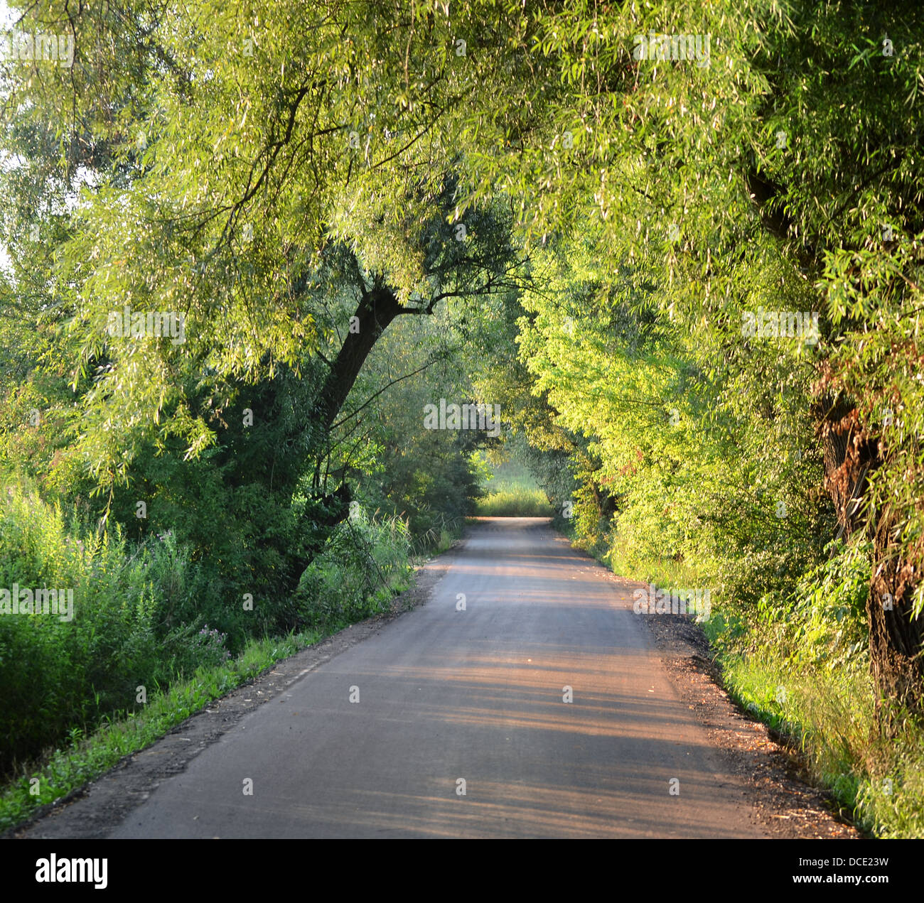 Beautiful morning in forest hi-res stock photography and images - Alamy