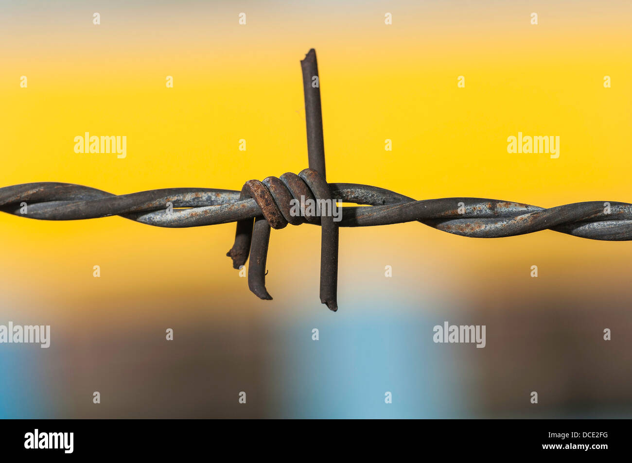 Barbed wire close up Stock Photo - Alamy