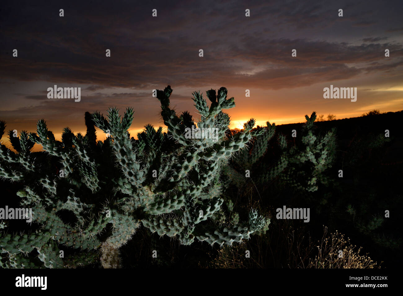 Cholla Cactus At Sunset During Monsoon Season In The Sonoran Desert
