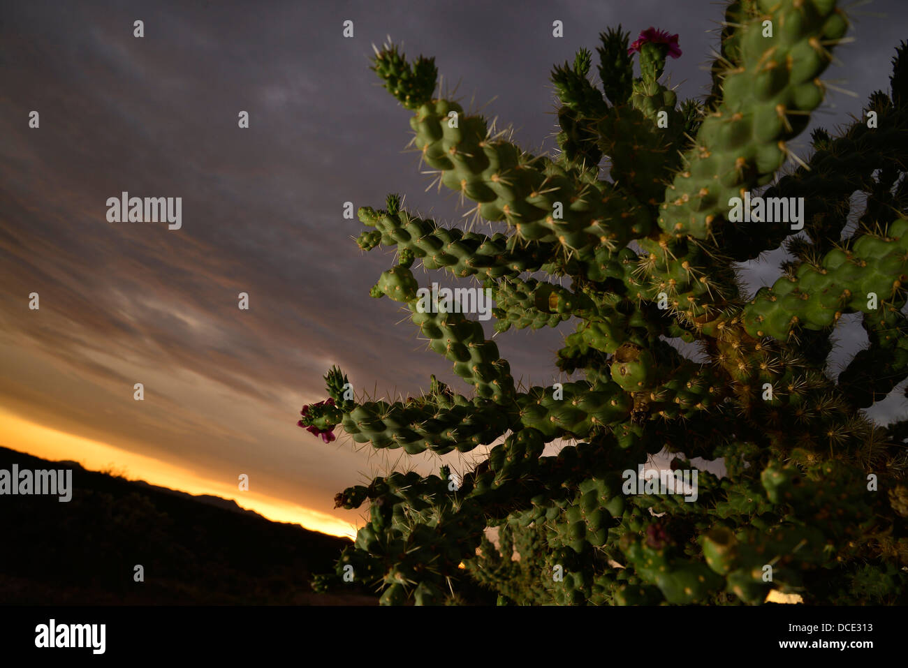 Cholla Cactus At Sunset During Monsoon Season In The Sonoran Desert