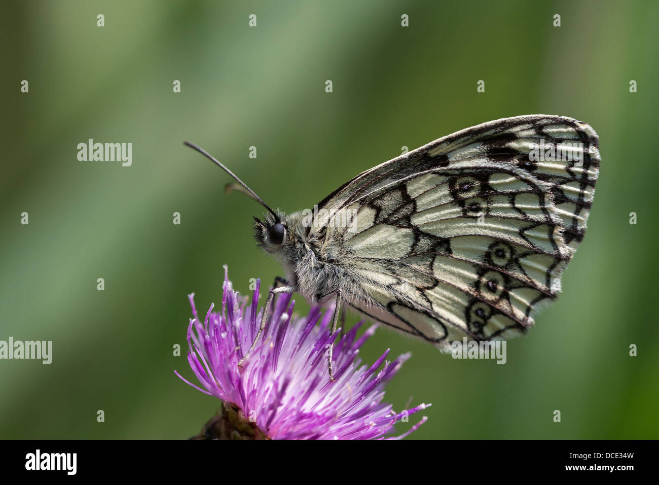 Marbled white butterfly hi-res stock photography and images - Alamy