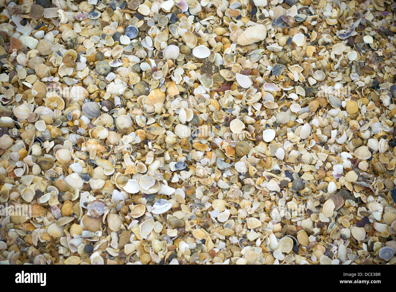 Sea shells on a beach Stock Photo - Alamy