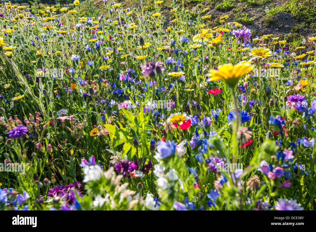 Wildflower meadow with many colorful flowers and plants Stock Photo - Alamy