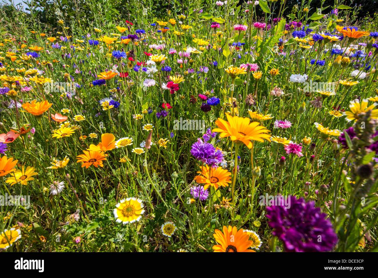 Wildflower meadow hi-res stock photography and images - Alamy
