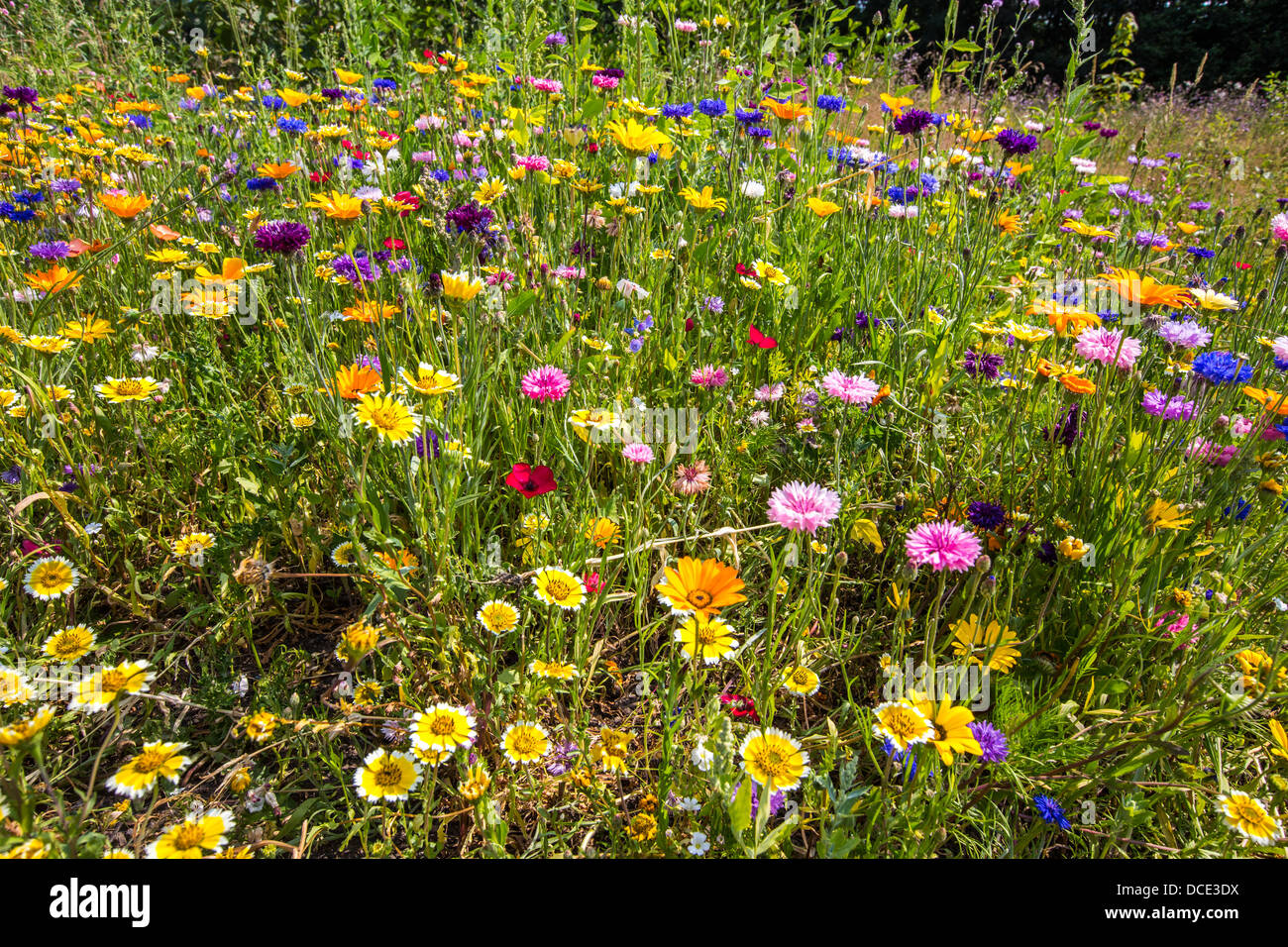 Wildflower meadow with many colorful flowers and plants Stock Photo - Alamy