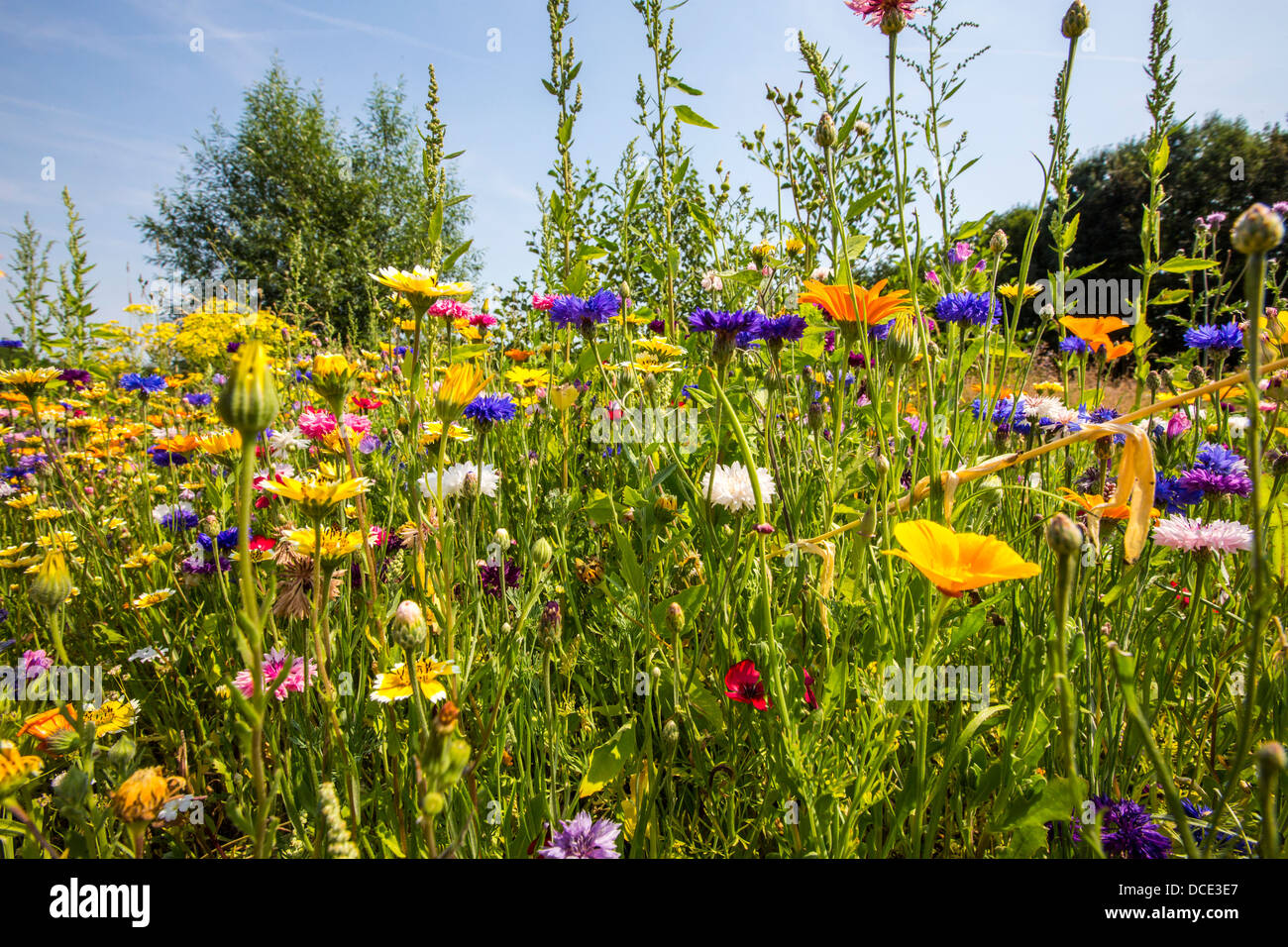 Wildflower meadow with many colorful flowers and plants Stock Photo - Alamy