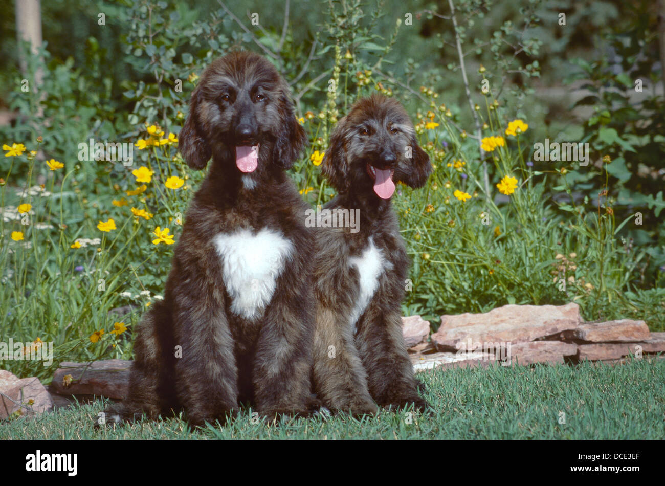 Two young Afghan hounds sitting together in grass, flowers behind Stock ...
