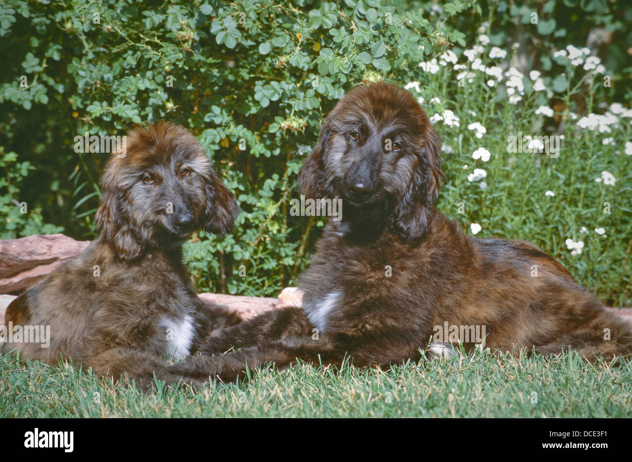 Two young Afghan hounds lying down together in grass, facing one ...