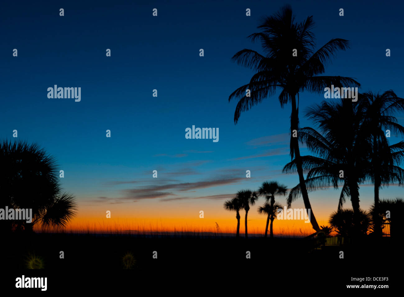 USA, Florida, Sarasota, Sunset through the Palms on the Crescent Beach ...