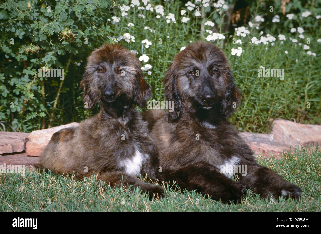 Afghan hounds hi-res stock photography and images - Alamy