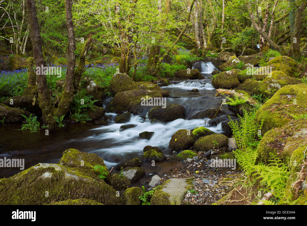Colly Brook near Peter Tavy. Dartmoor national park, Devon Uk Stock ...