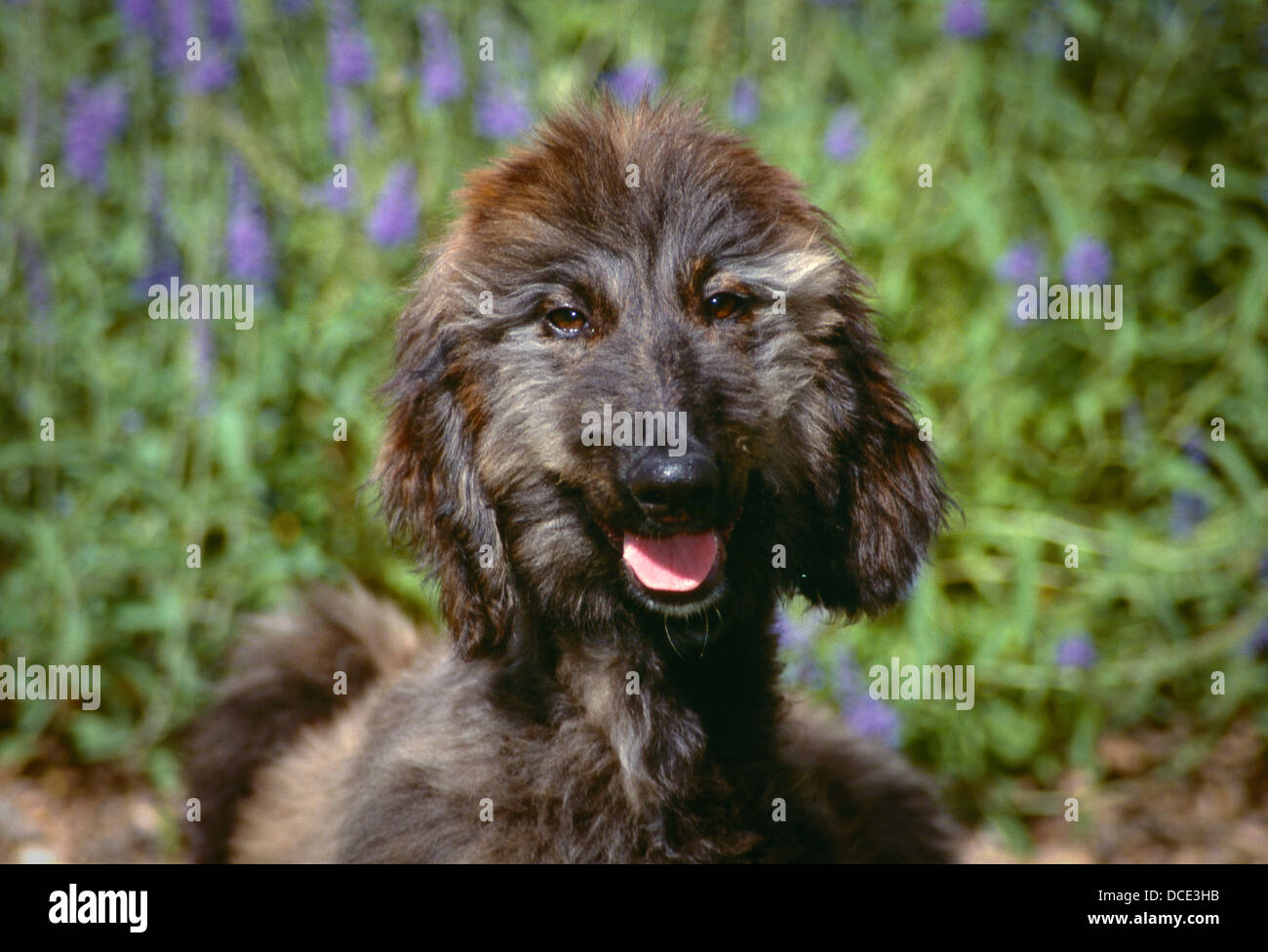 Young Afghan hound-head shot Stock Photo - Alamy
