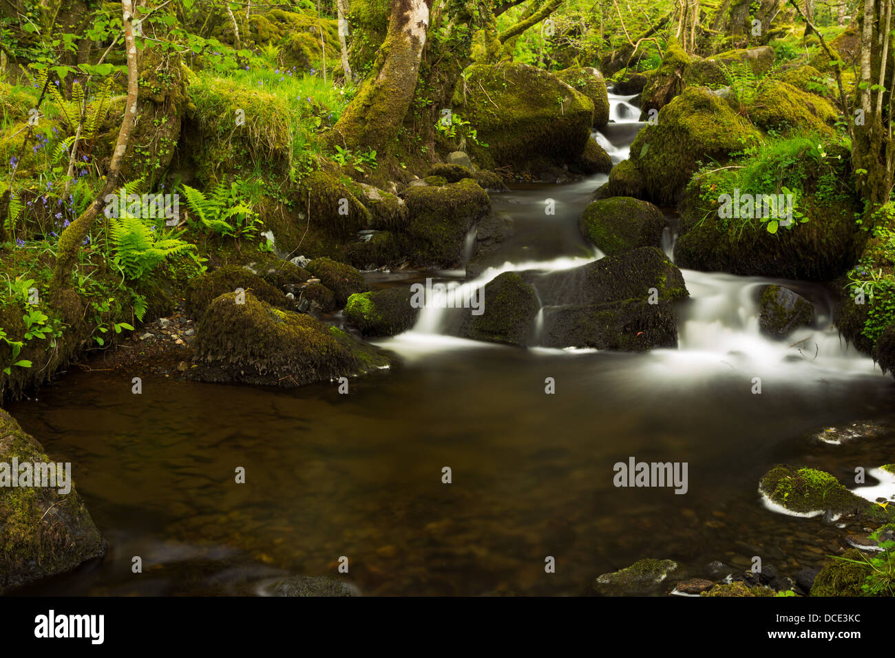 Colly Brook near Peter Tavy. Dartmoor national park, Devon Uk Stock ...
